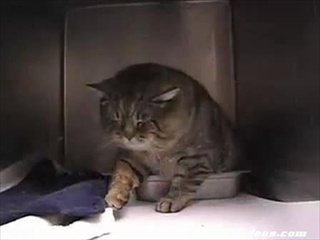 Goliath The Giant Cat by sia.co.th