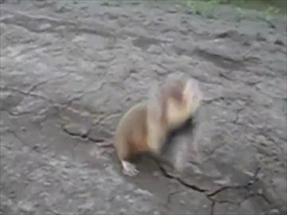 อย่าเข้ามานะว้อยย หนูสู้ฟัด